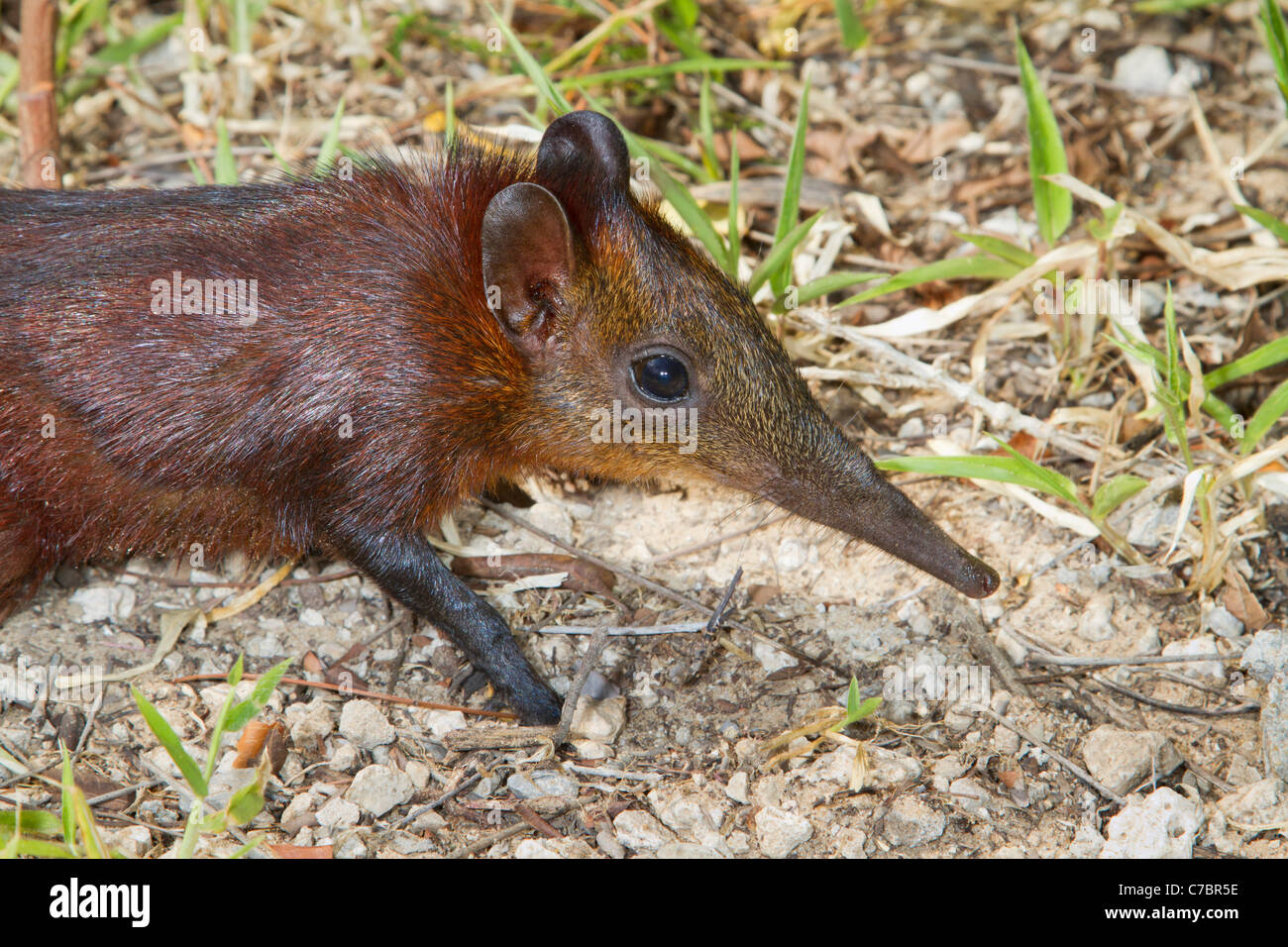 Elephant shrew hi-res stock photography and images - Alamy