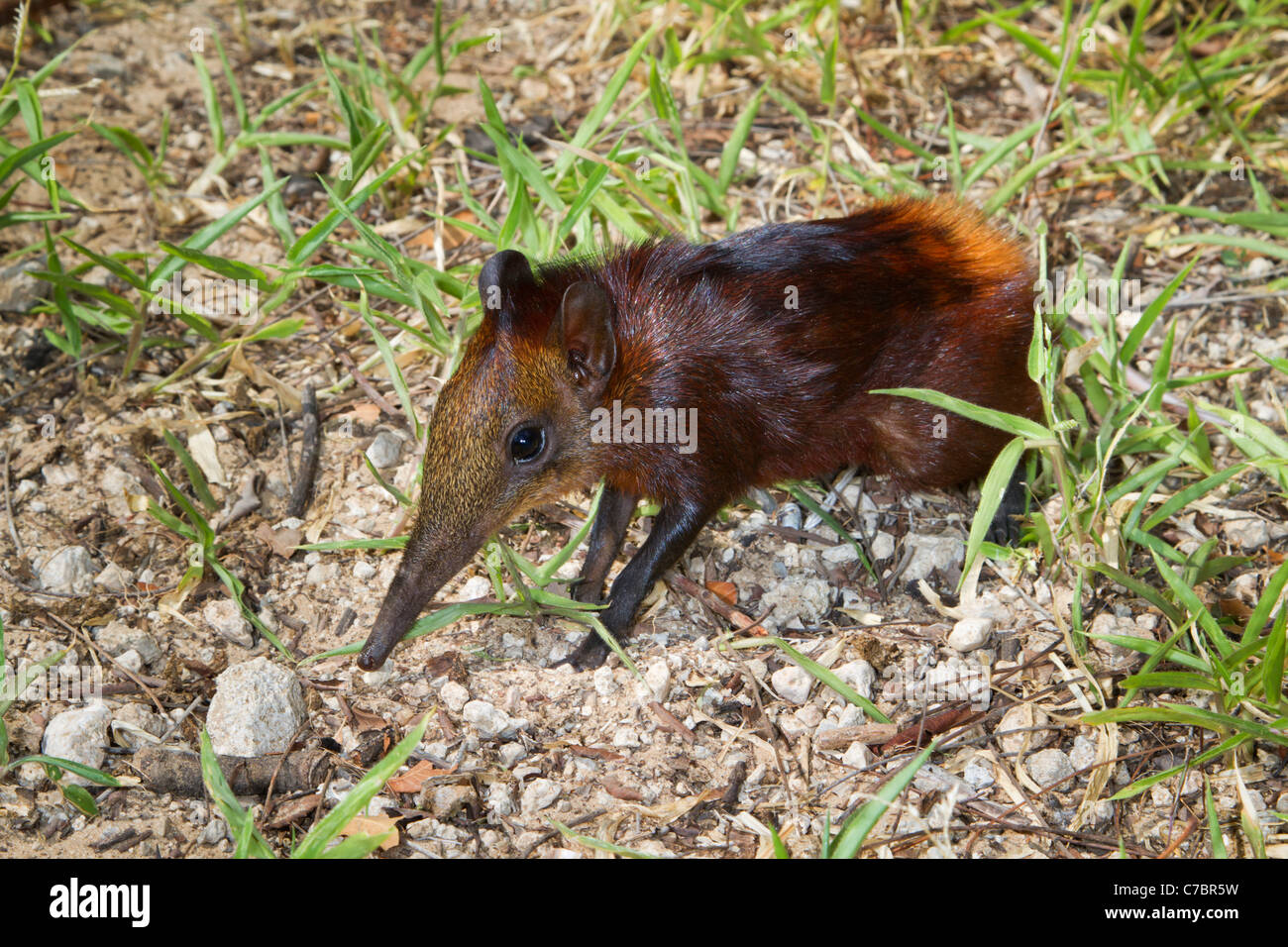 Golden-rumped Elephant Shrew (Rhynchocyon chrysopygus), Arabuko-Sokoke ...