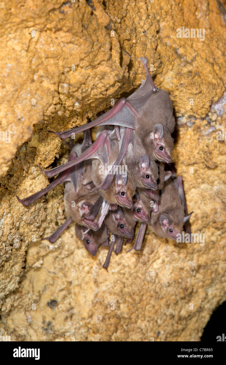 African sheath tailed bat hi-res stock photography and images - Alamy