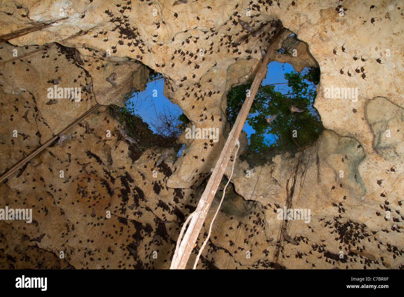African Sheath Tailed Bat High Resolution Stock Photography and Images ...