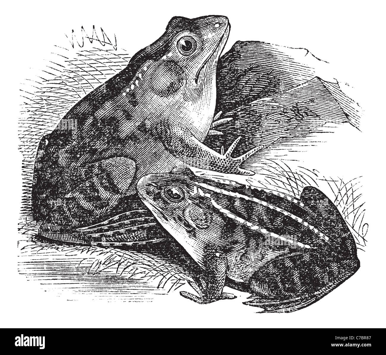 Bullfrog or Leopard frog, Northern Bullfrog vintage engraving. Old ...