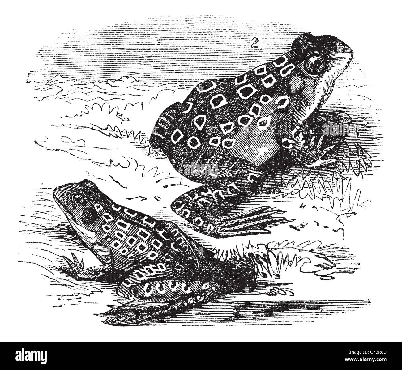1.Shad frog 2. Pickerel frog (Rana palustris) vintage engraving. Old ...