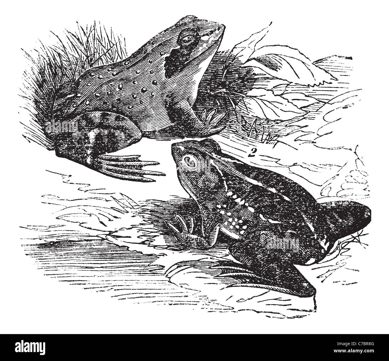 1. Wood frog 2. Spring frog (Rana fontinalis) vintage engraving. Old ...