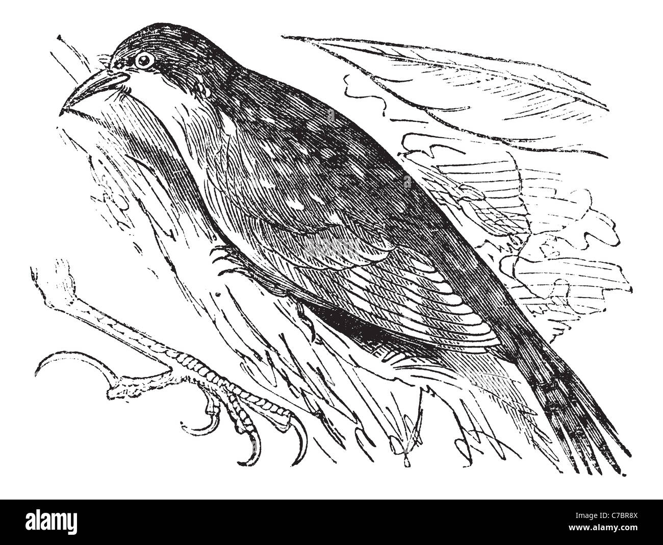 Creeper drawing hi-res stock photography and images - Alamy