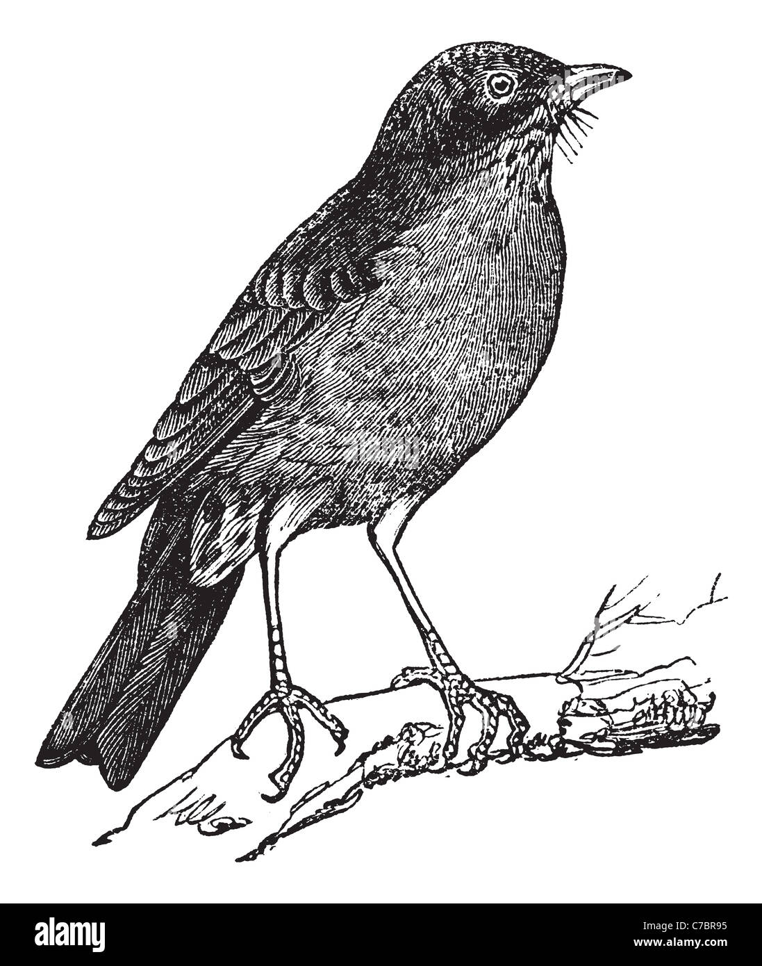American Robin (Turdus migratorius) vintage engraving. Old engraved ...