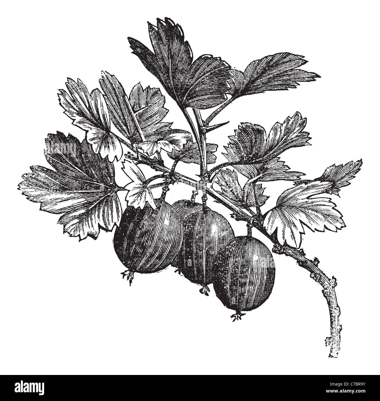 Grossularia gooseberry hi-res stock photography and images - Alamy