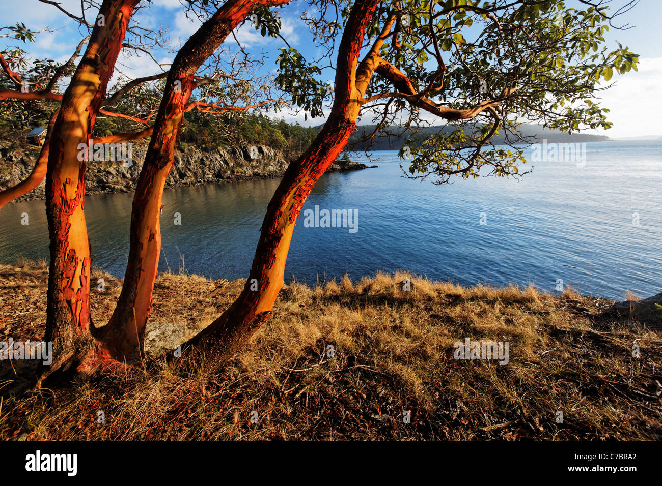 Pacific madrona trees on Orcas Island shoreline, San Juan Islands ...
