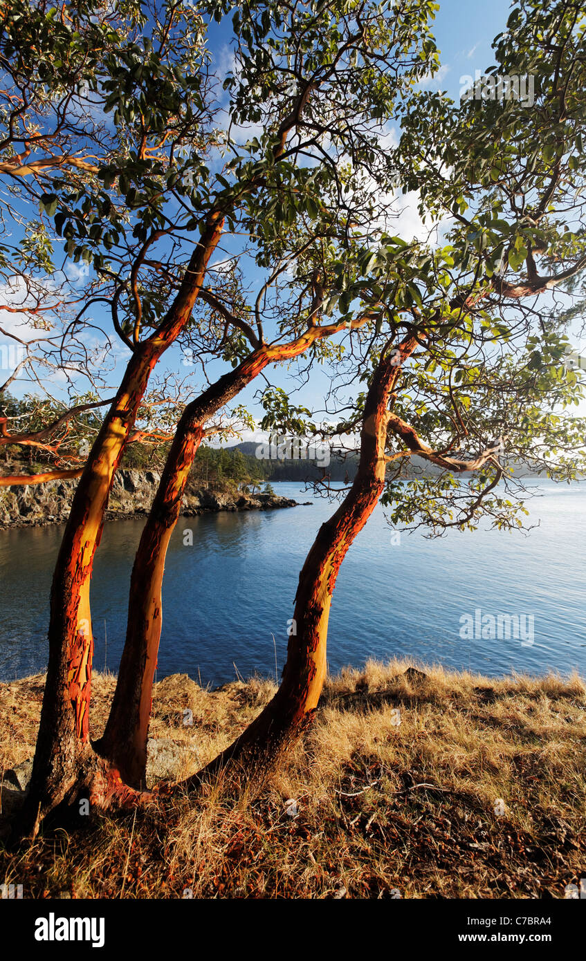 Madrona island hi-res stock photography and images - Alamy