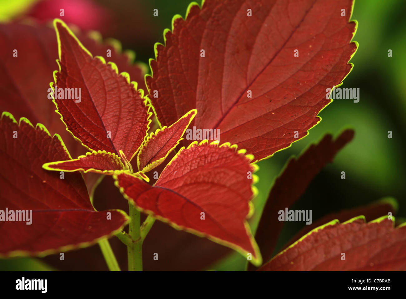 Laurel leaves vector hi-res stock photography and images - Alamy