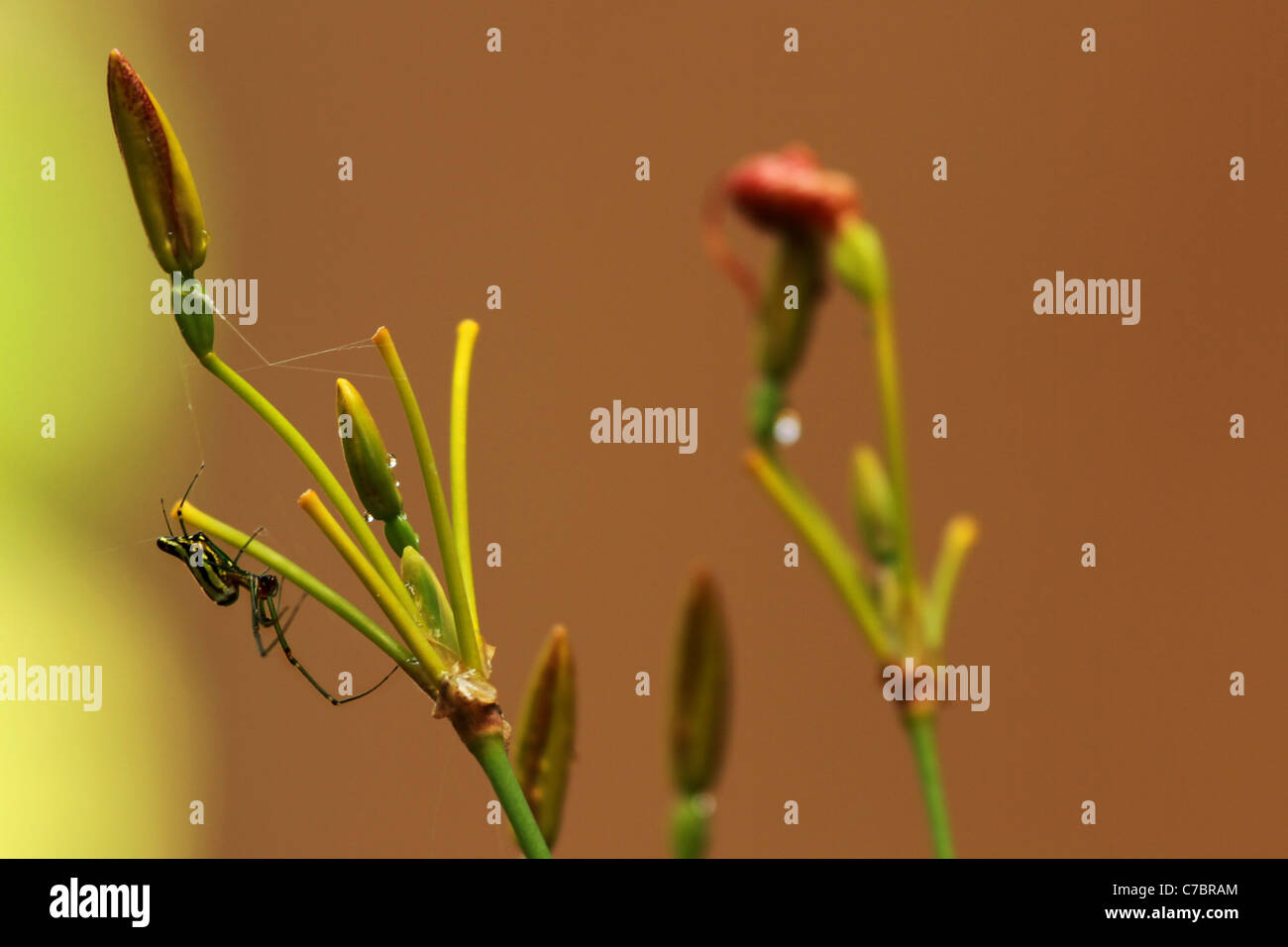 Spider geranium hi-res stock photography and images - Alamy