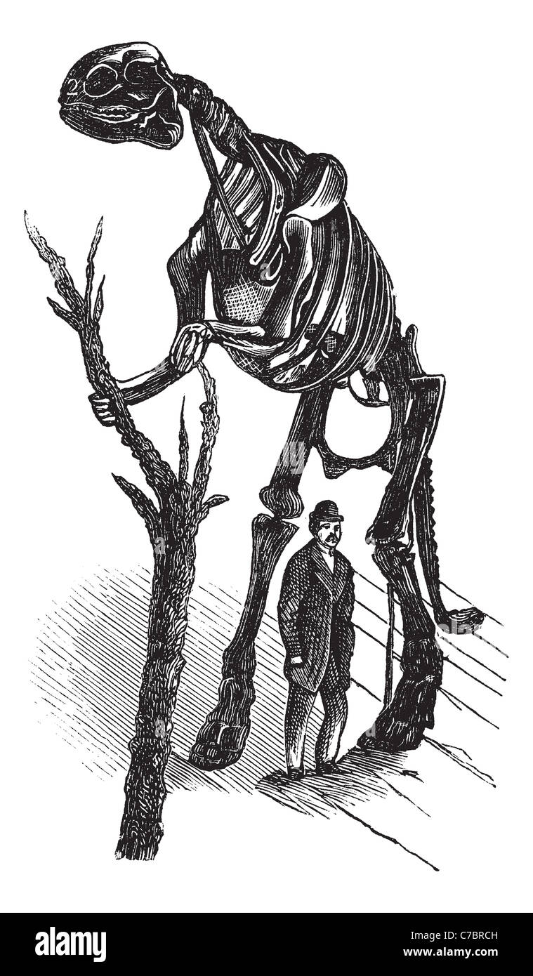 Hadrosaurus skeleton vintage engraving. Old engraved illustration of a ...
