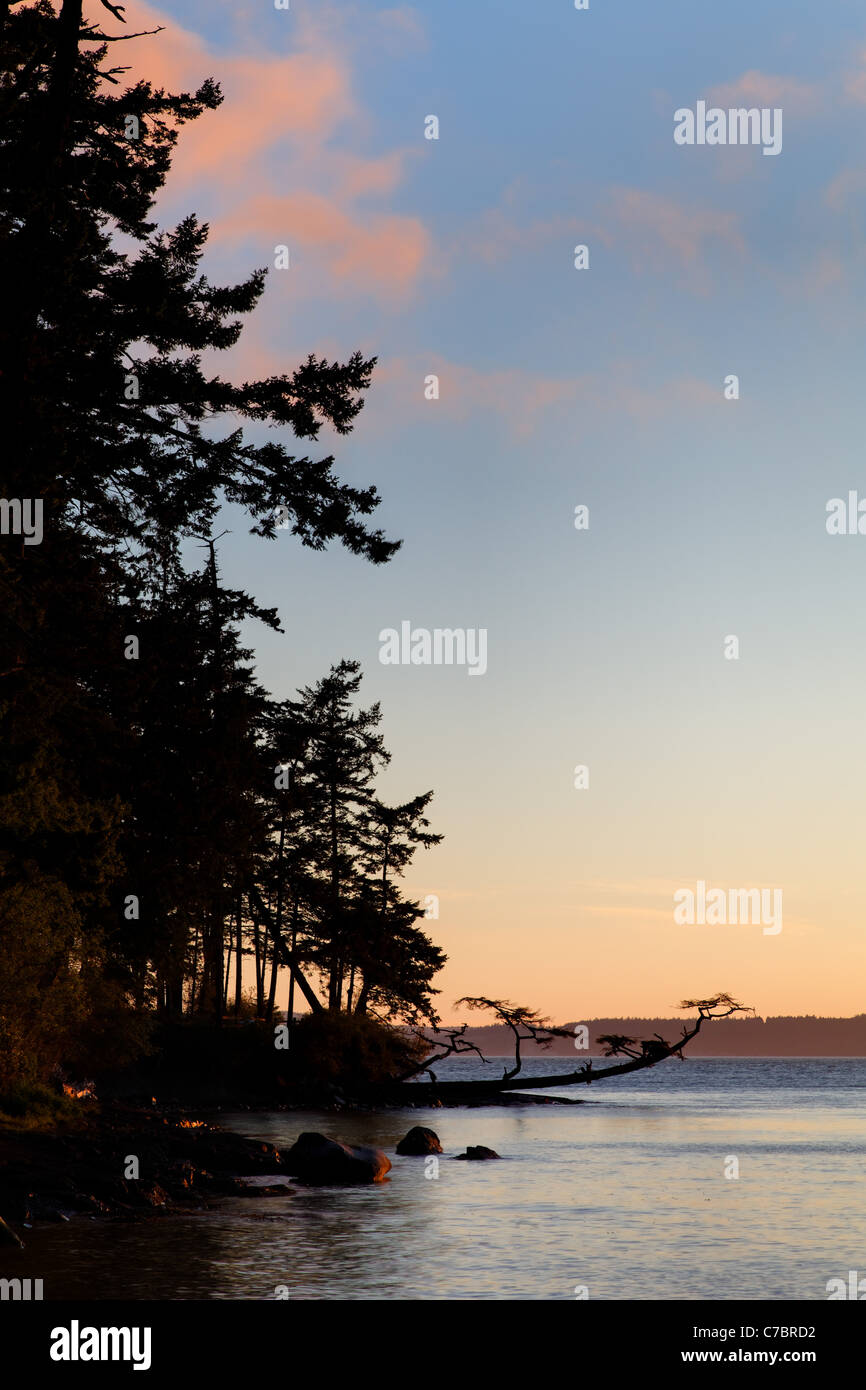 Shoreline tree hi-res stock photography and images - Alamy