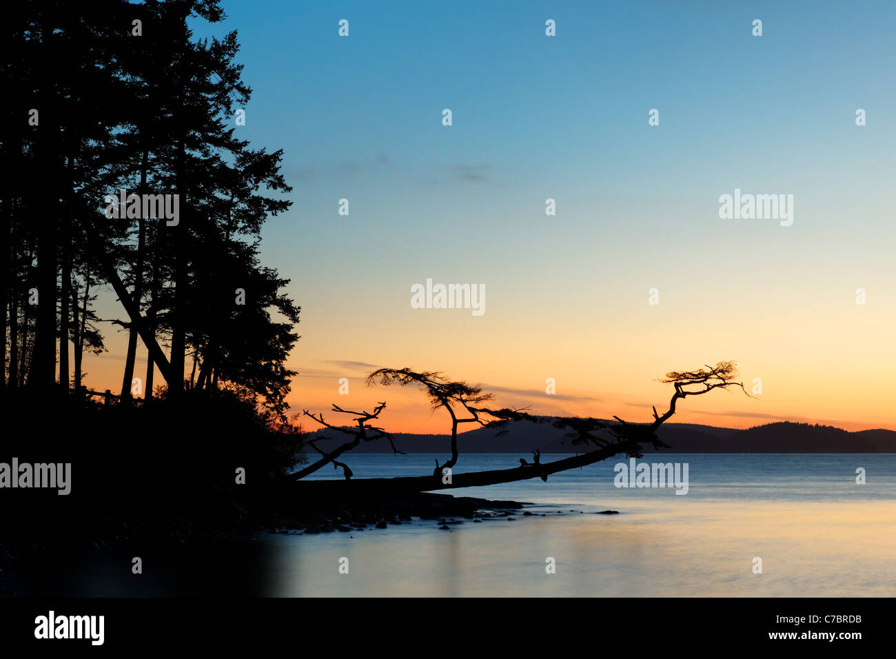 Shoreline tree leaning out over water at sunset, Washington Park ...