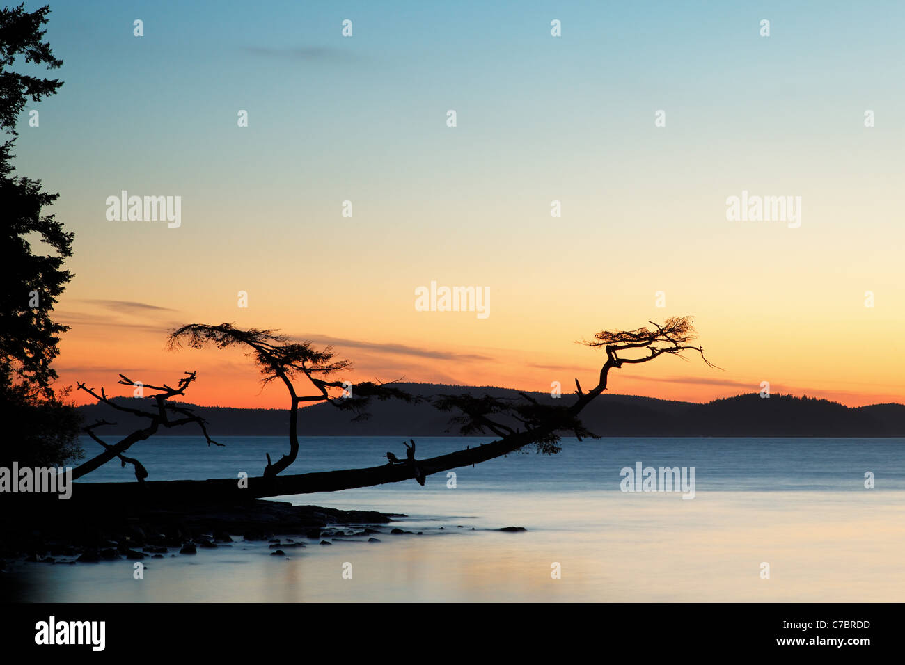 Shoreline tree leaning out over water at sunset, Washington Park ...