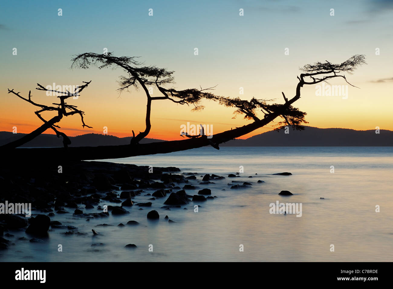 Shoreline tree leaning out over water and rocks at sunset, Washington ...