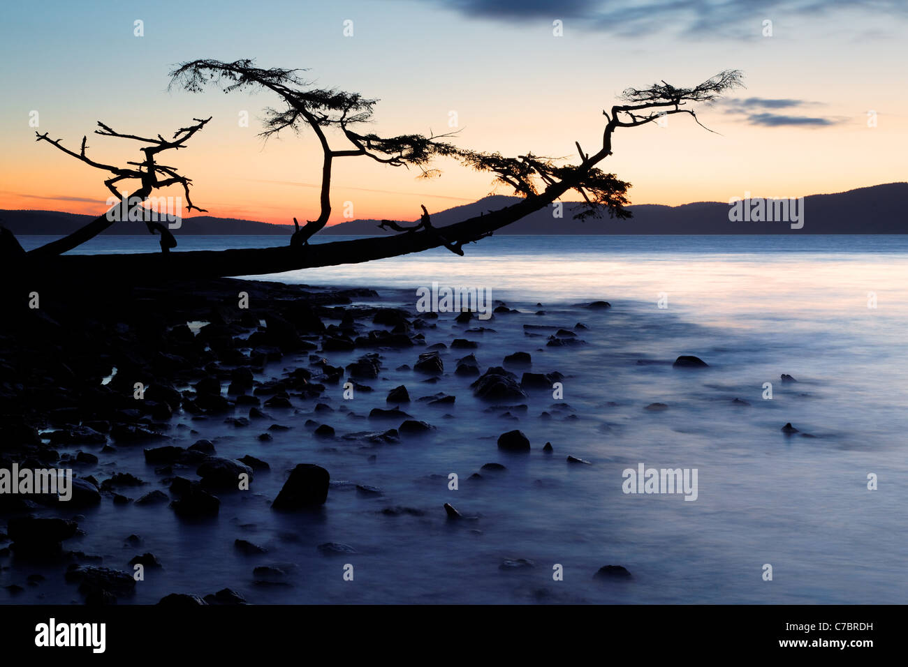 Shoreline tree leaning out over water and rocks at sunset, Washington ...