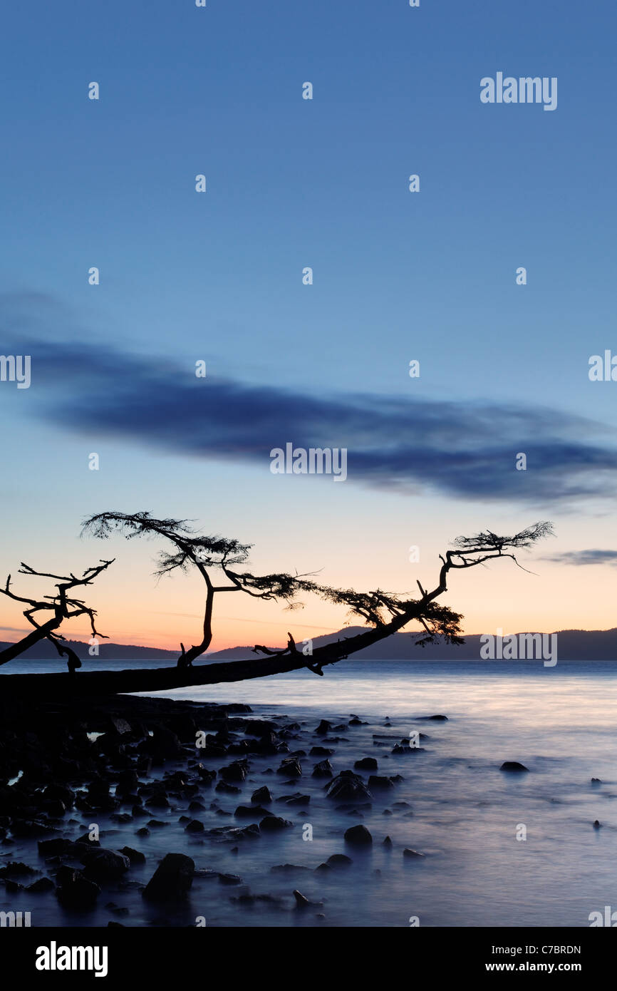 Shoreline tree leaning out over water and rocks at sunset, Washington ...