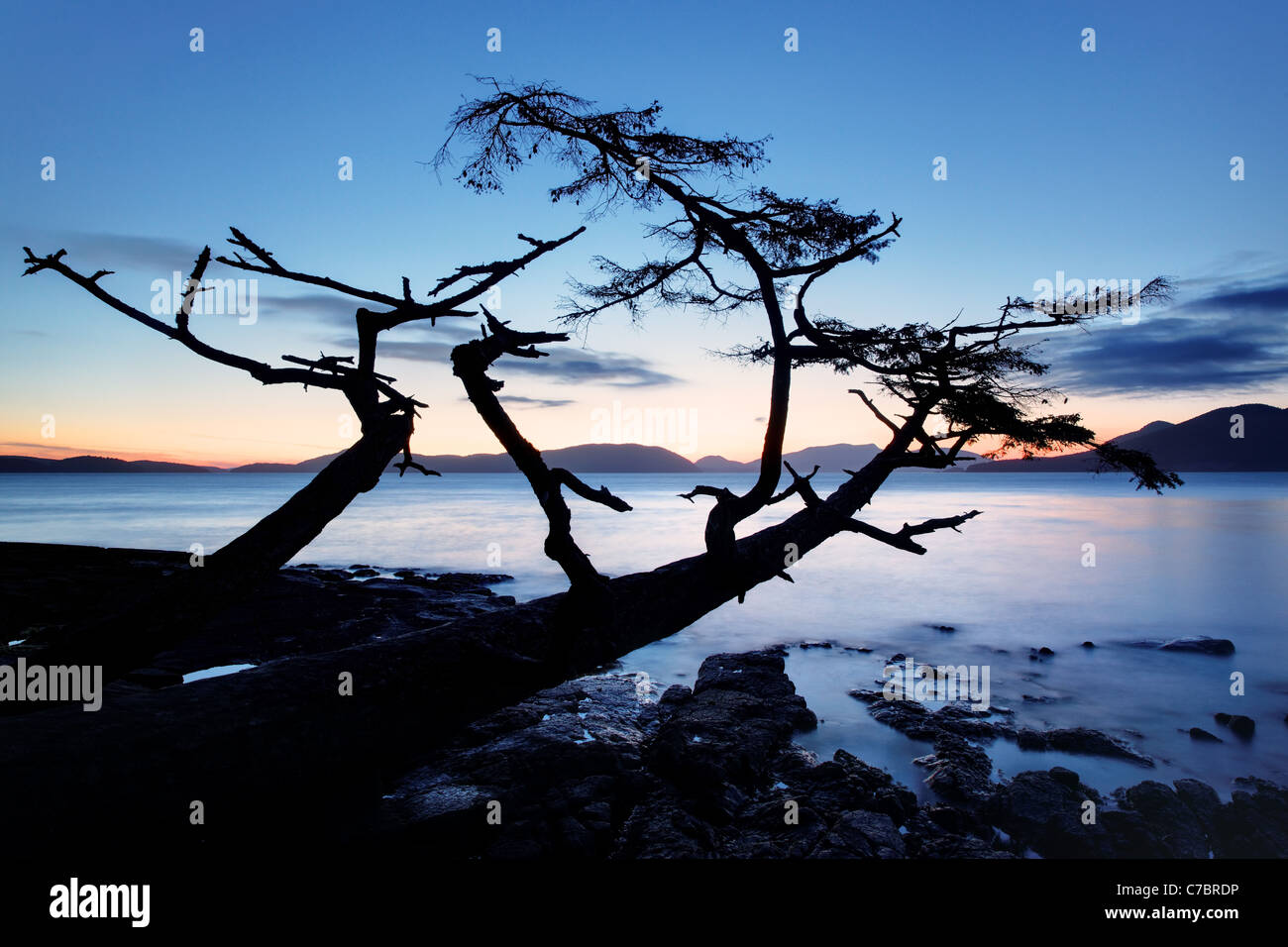 Shoreline tree leaning out over water at sunset, Washington Park ...