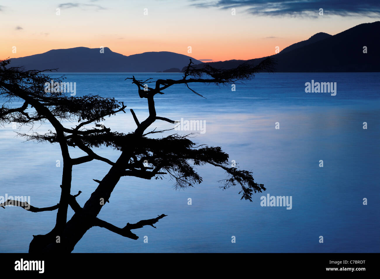 Shoreline tree leaning out over water at sunset, Washington Park ...