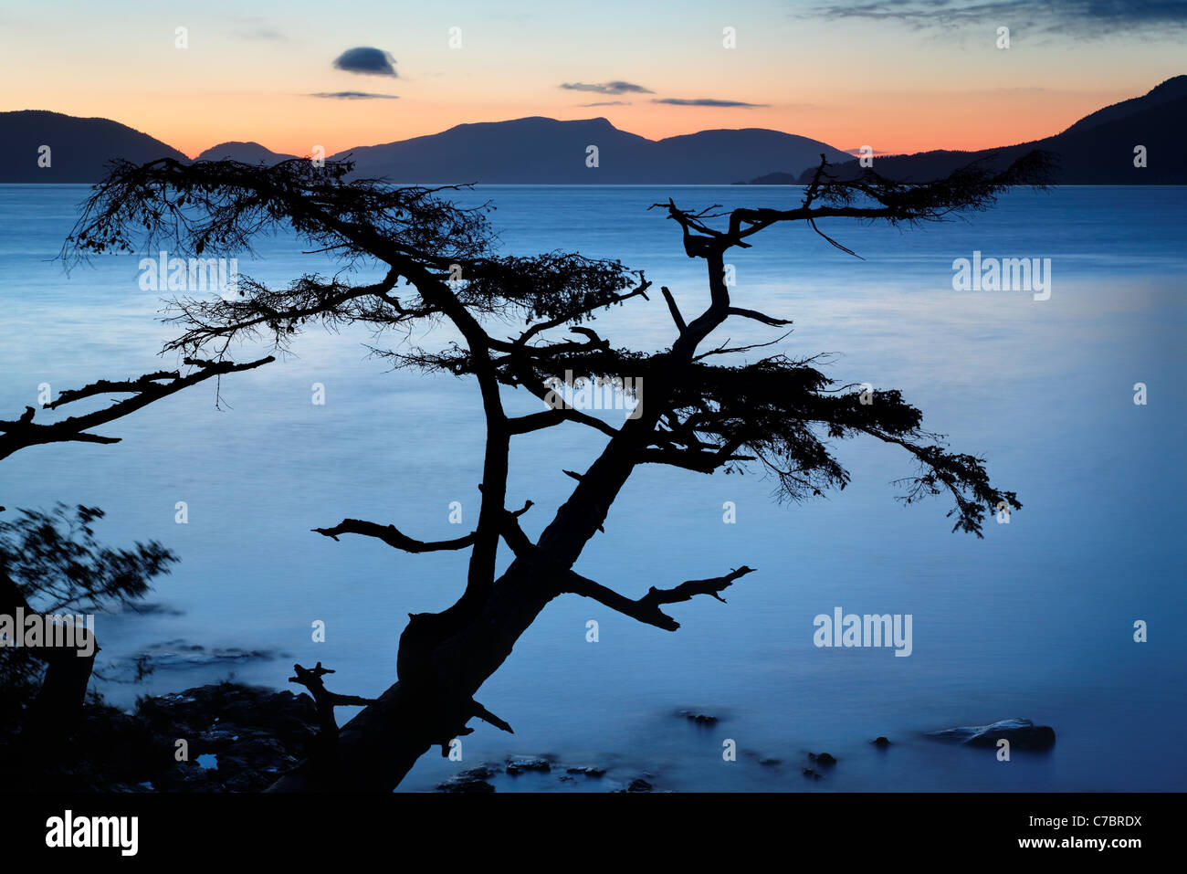 Shoreline tree leaning out over water at sunset, Washington Park ...
