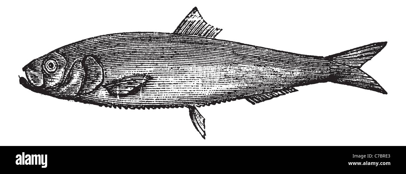White herring vintage engraving. Old engraved illustration of salted ...