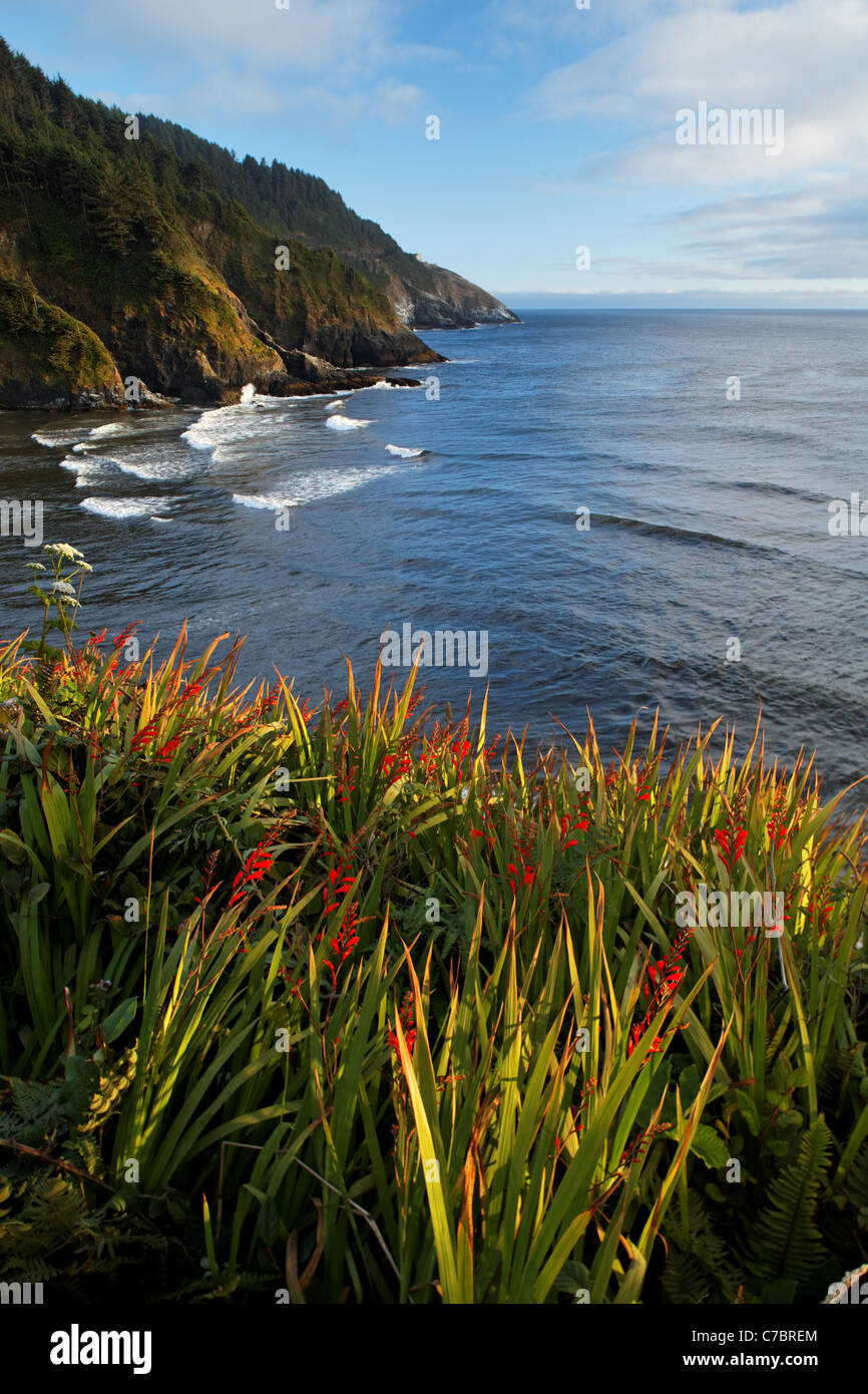 Red wildflowers overlooking the rugged Oregon Coast, Oregon, USA, North ...