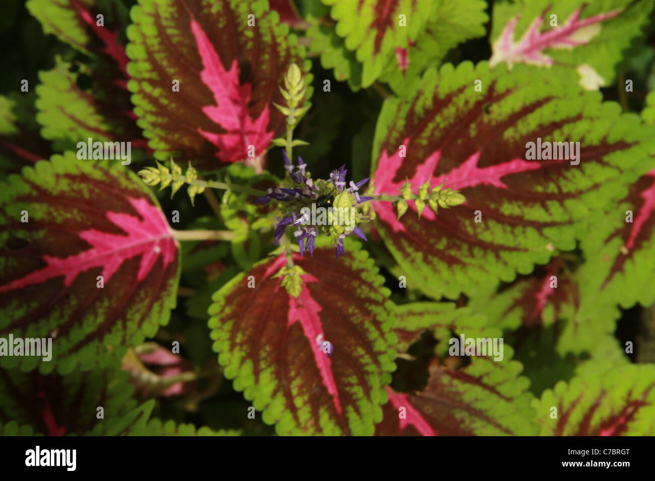 Color of nature Stock Photo - Alamy