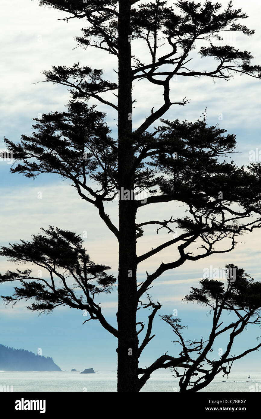 Sitka Spruce (Picea sitchensis) tree on Oregon Coast, Ecola State Park ...