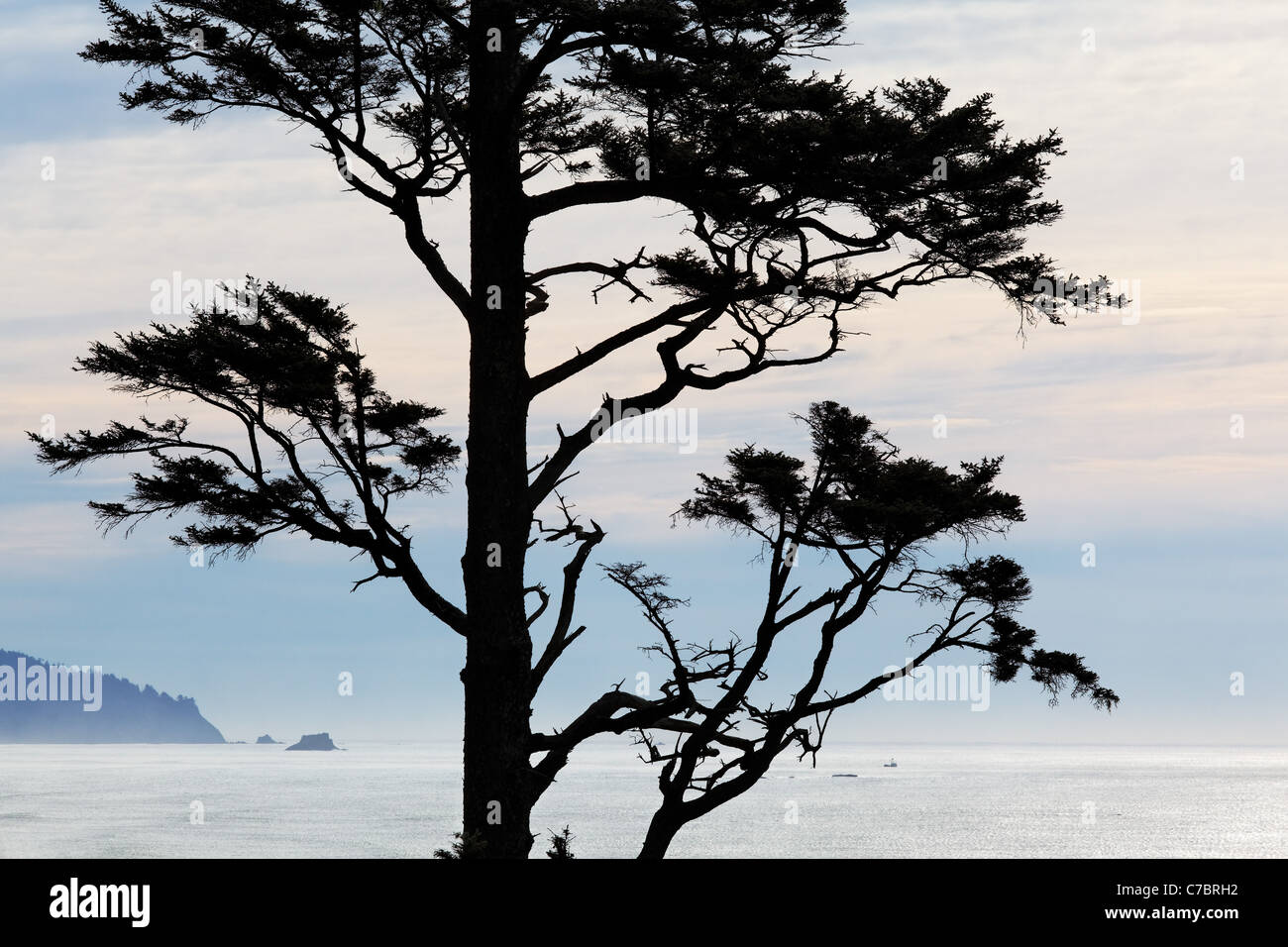 Sitka Spruce (Picea sitchensis) tree on Oregon Coast, Ecola State Park ...