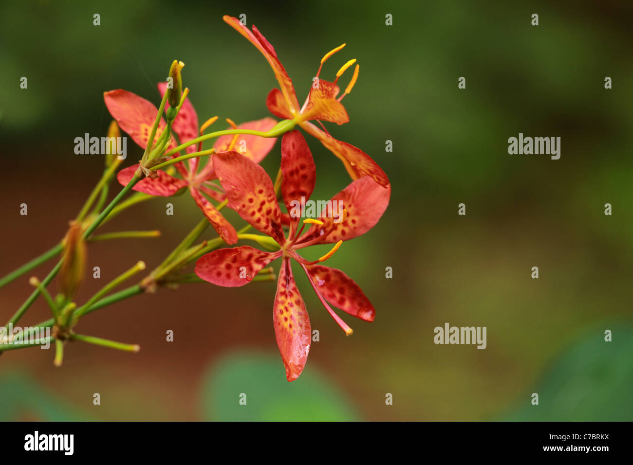 Vibrant swirl of colorful flowers hi-res stock photography and images ...