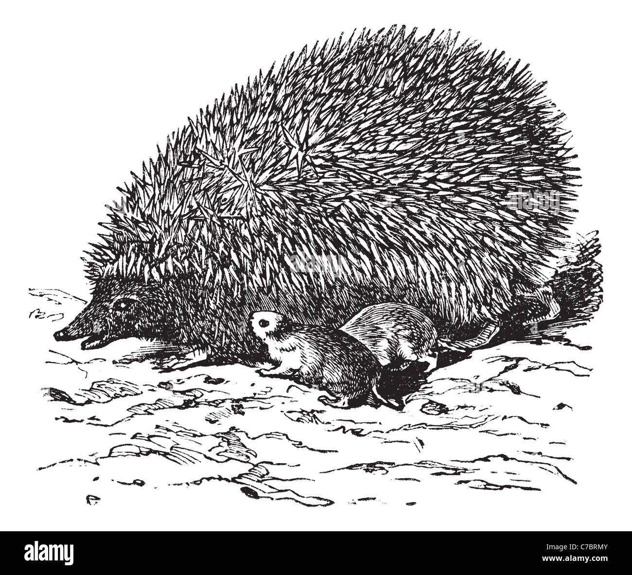 The European Hedgehog or Hedgehog vintage engraving. Old engraved ...