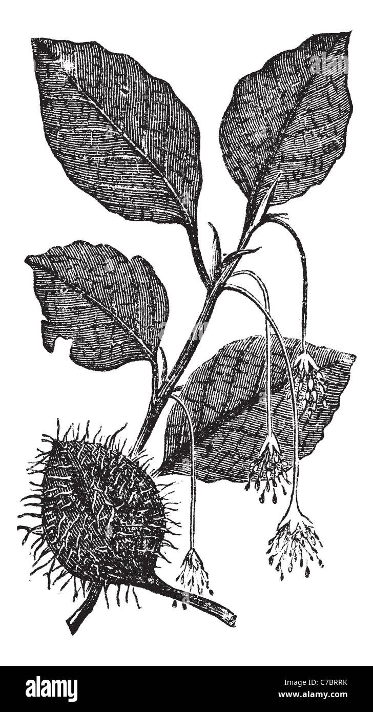 Leaves, flowers and fruit of the beech vintage engraving. Old engraved ...