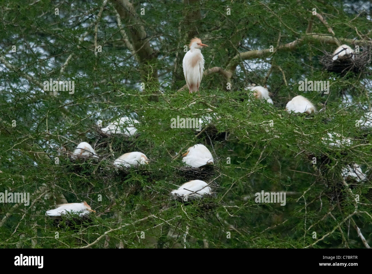 Male Cattle Egret (Bubulcus ibis) nesting colony Stock Photo - Alamy