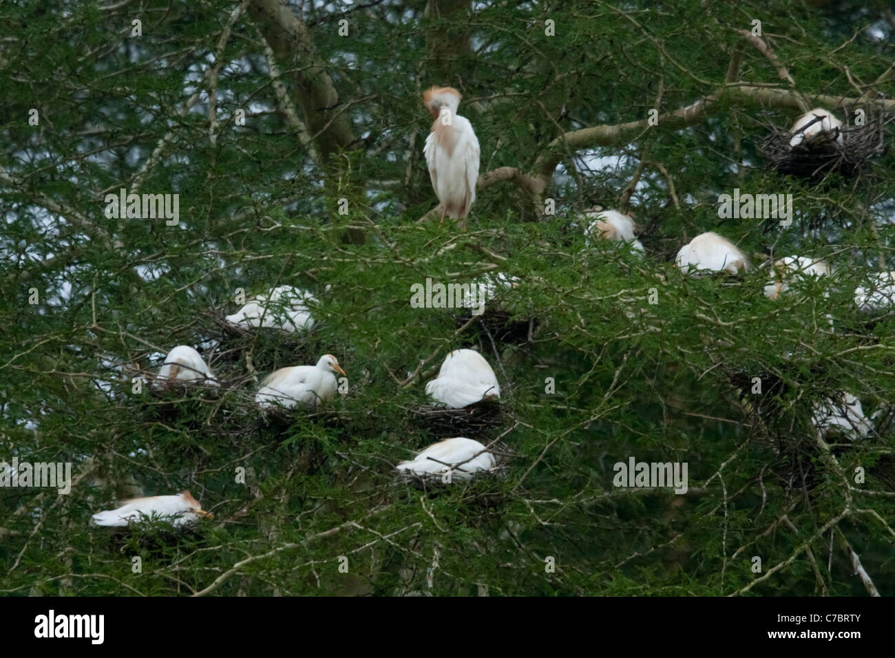 Male Cattle Egret (Bubulcus ibis) nesting colony Stock Photo - Alamy