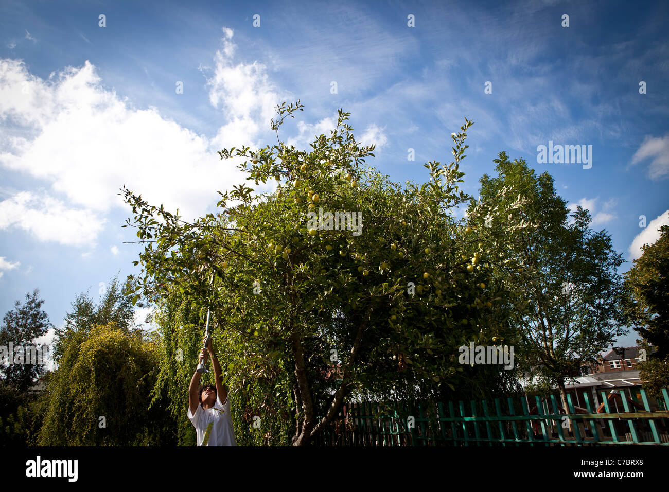 Scrumping hi-res stock photography and images - Alamy