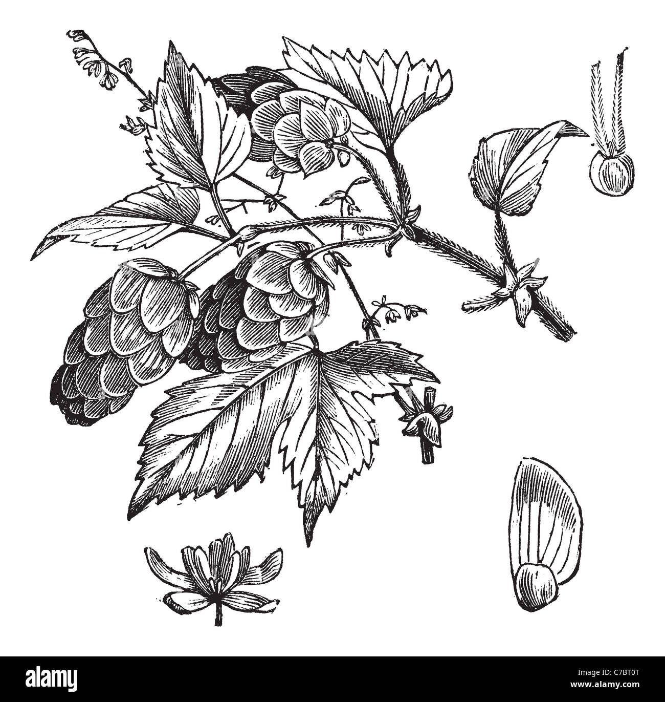Common hop, vintage engraving. Old engraved illustration of Common hop ...