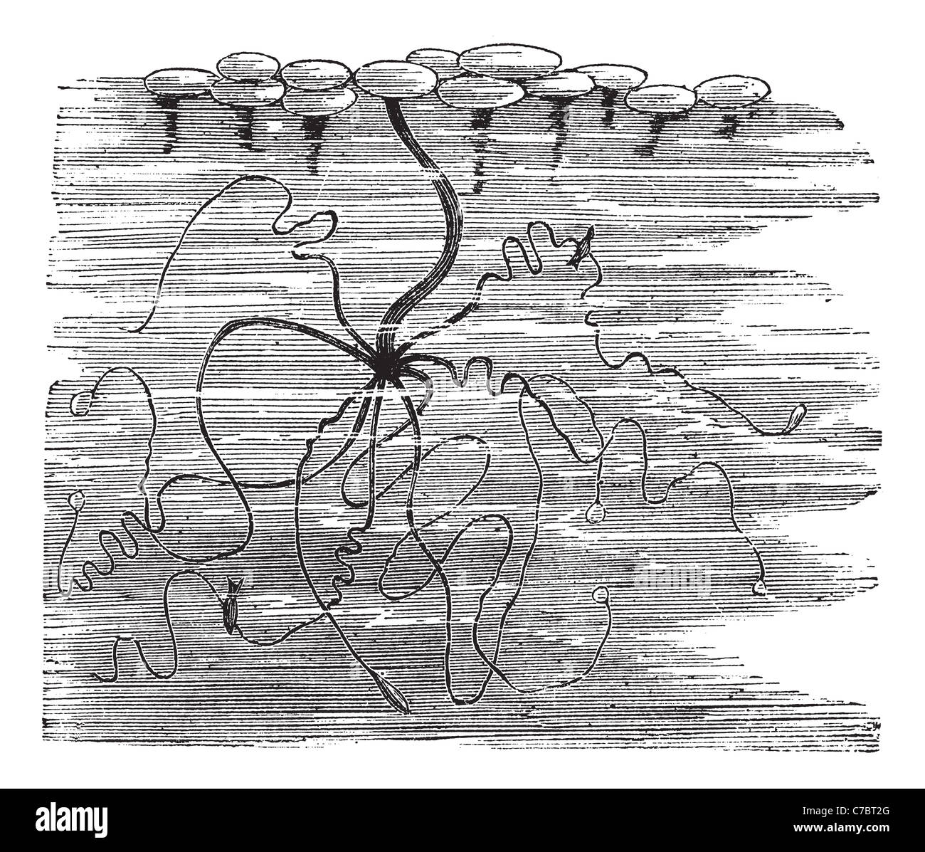 Hydra hydra viridis Cut Out Stock Images & Pictures - Alamy