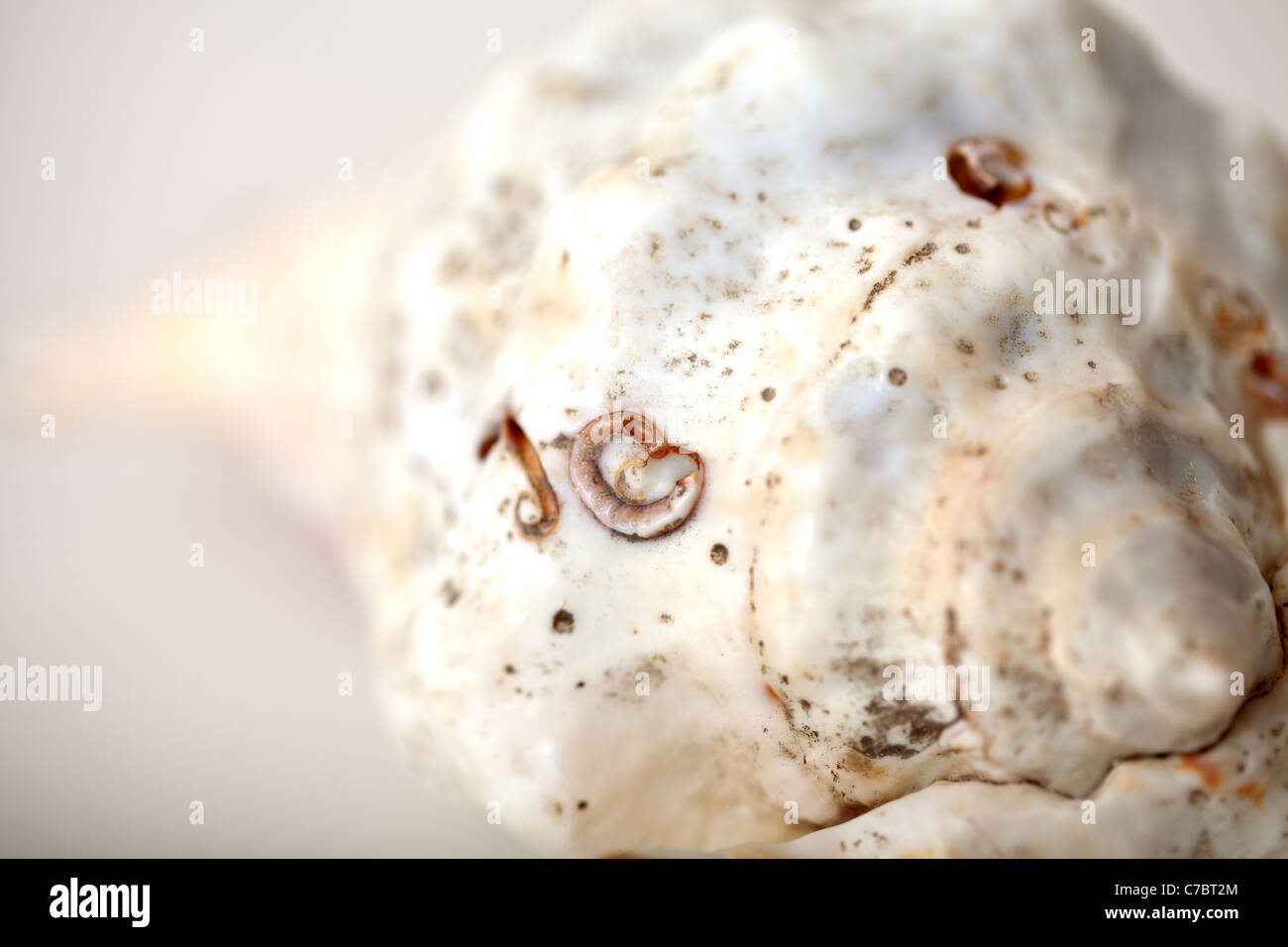 Macro view of white seashell on white background Stock Photo - Alamy