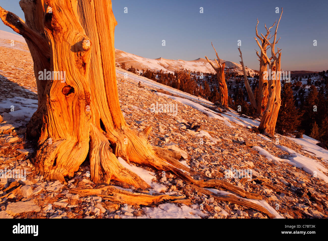 Bristlecone pines and White Mountains at sunrise, Inyo National Forest ...