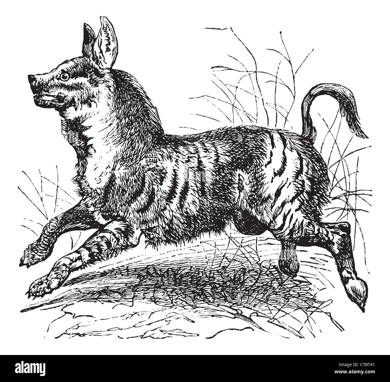 Striped Hyena or Hyaena hyaena, vintage engraving. Old engraved ...