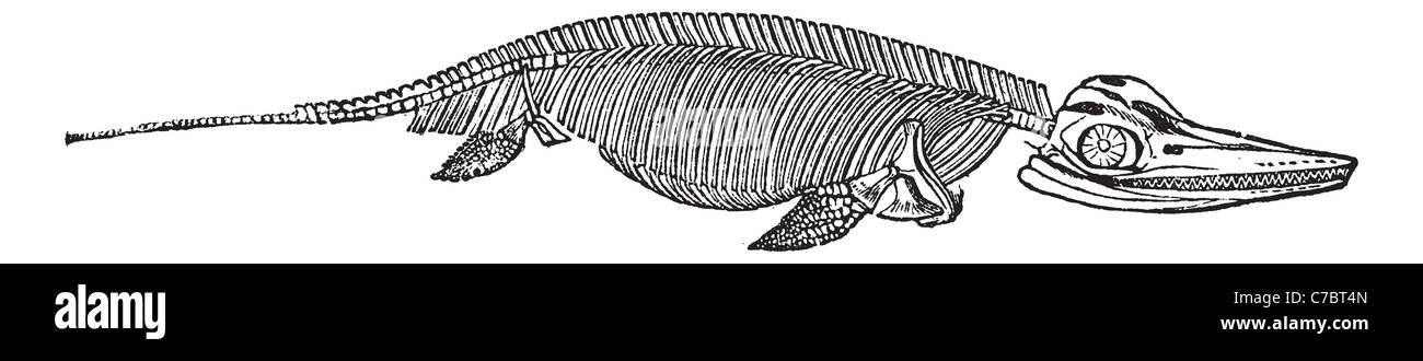 Ichthyosaurus fossil skeleton hi-res stock photography and images - Alamy