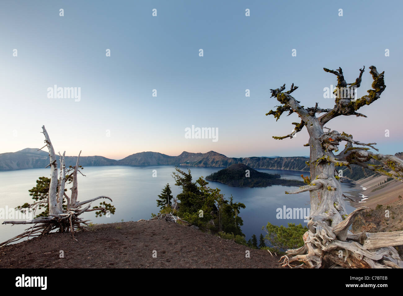 Whitebark pine tree standing over Crater Lake at dawn, Crater Lake ...