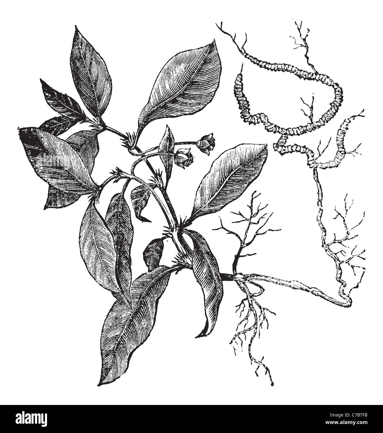 Ipecacuanha, vintage engraving. Old engraved illustration of ...