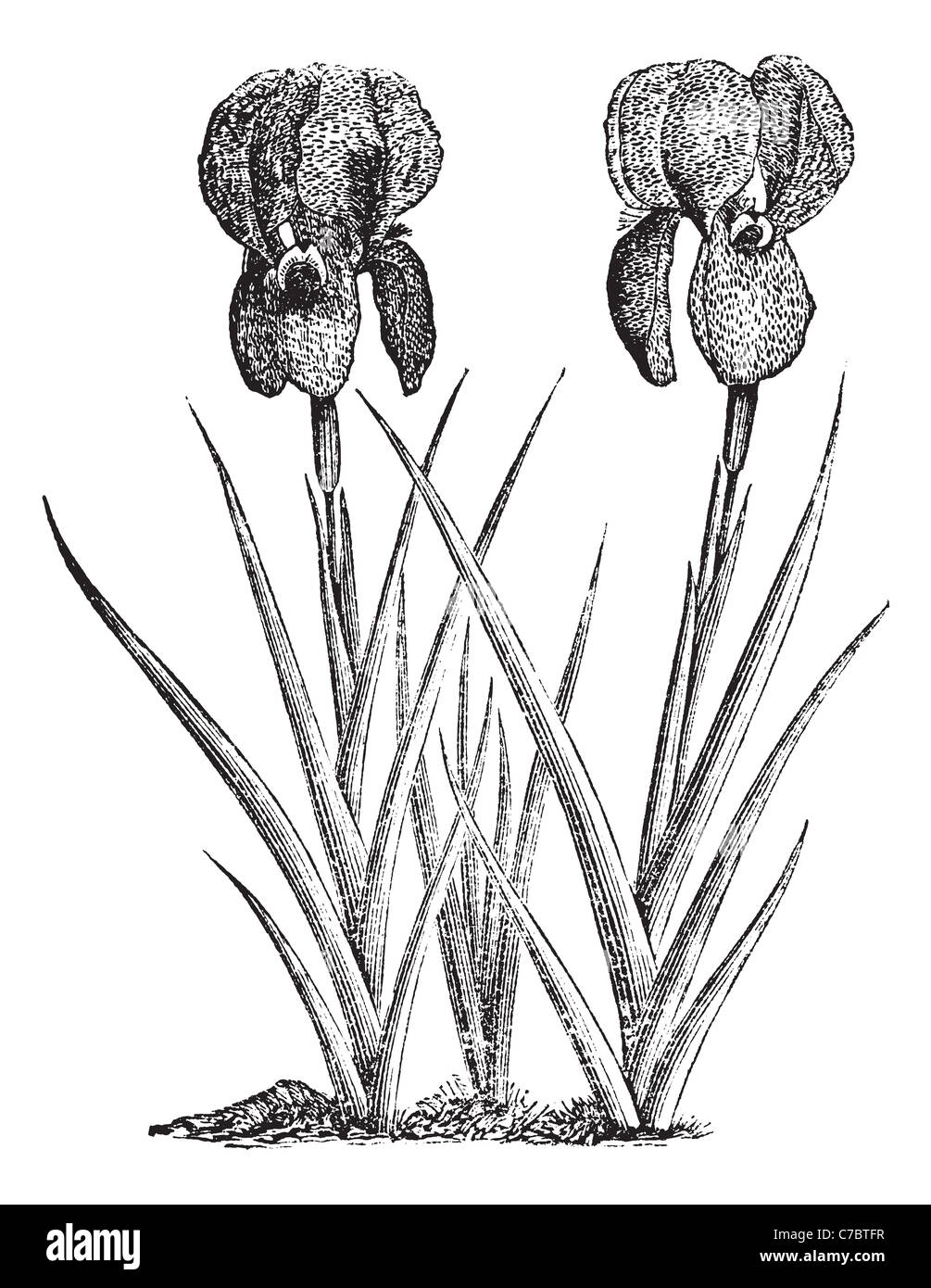 Mourning Iris or Iris susiana, vintage engraving. Old engraved ...