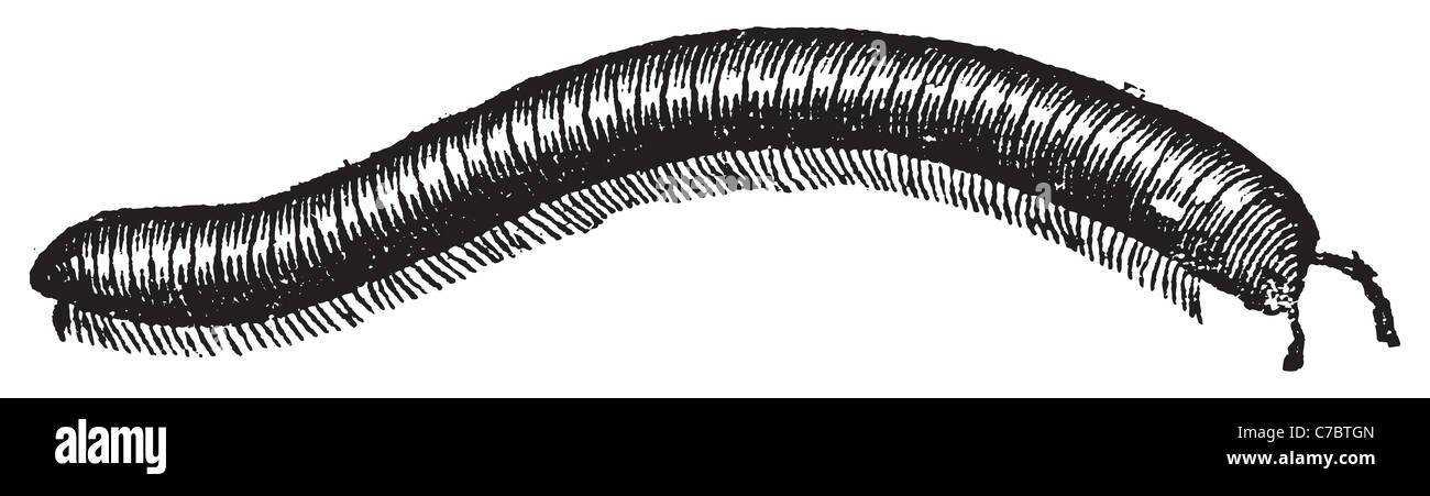 Millipede, vintage engraving. Old engraved illustration of Millipede ...