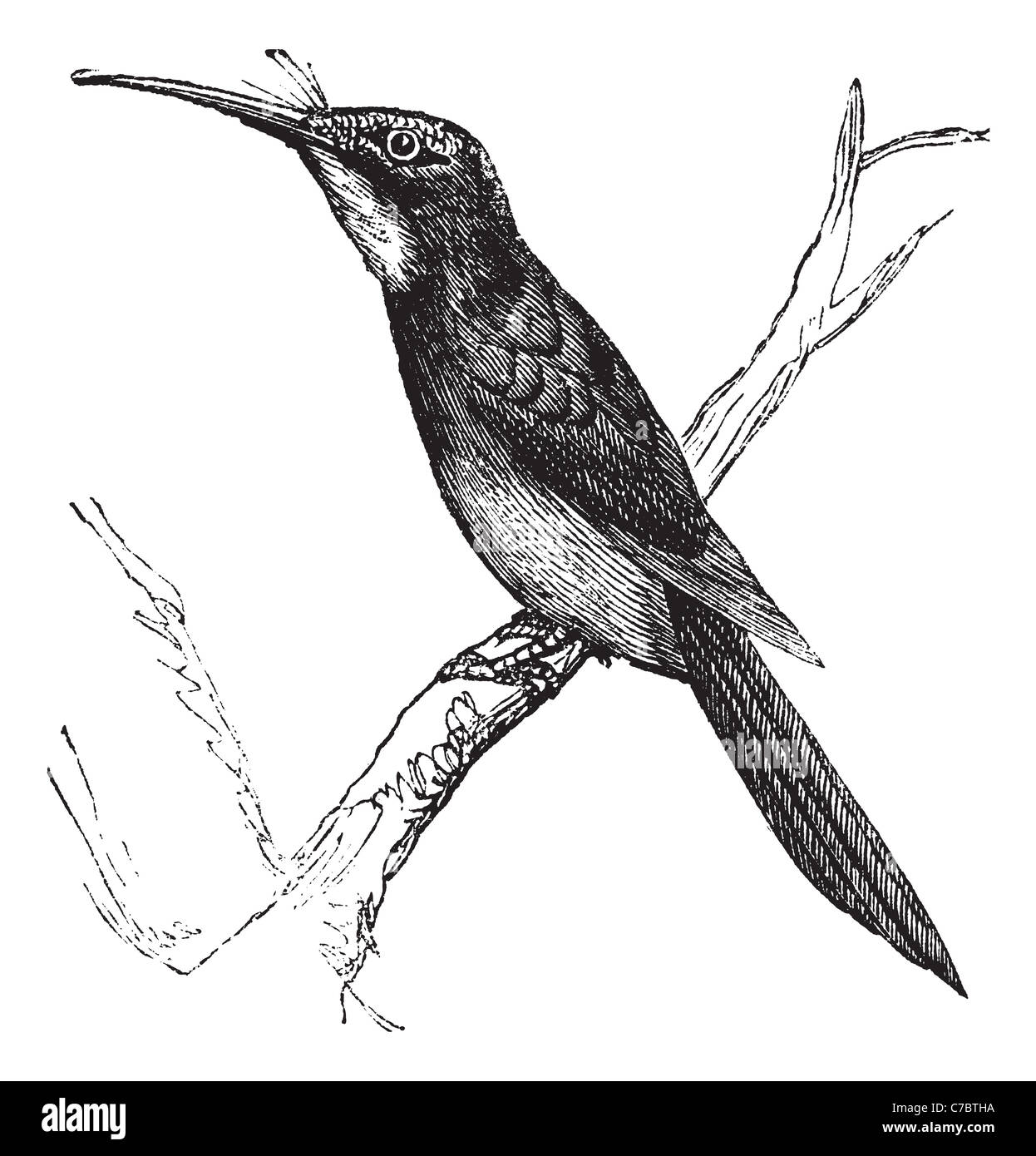 Green-tailed Jacamar or Green Jacamar, vintage engraving. Old engraved ...
