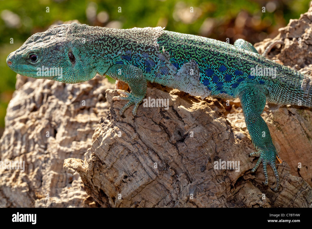 Eyed, or Ocellated or Jewelled Lizard (Timon lepidus). Sloughing outer ...