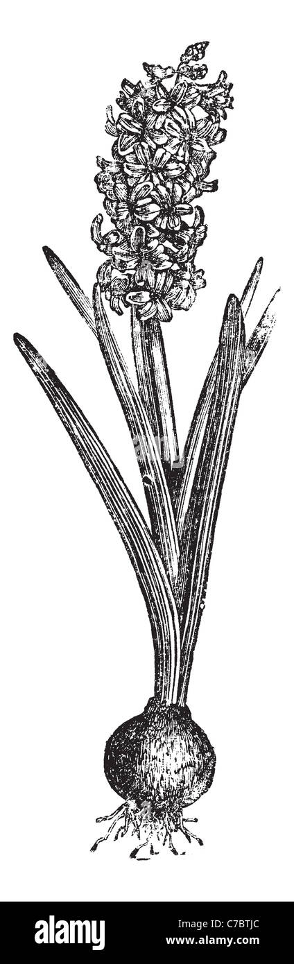 Common Hyacinth vintage engraving. Old engraved illustration of Common ...