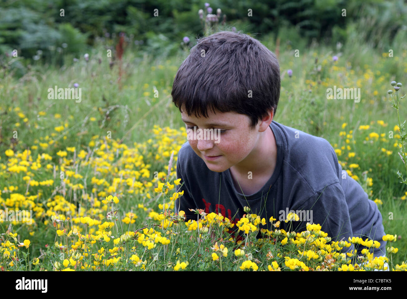 Boy looking for insects in a meadow; Cornwall ; UK Stock Photo - Alamy