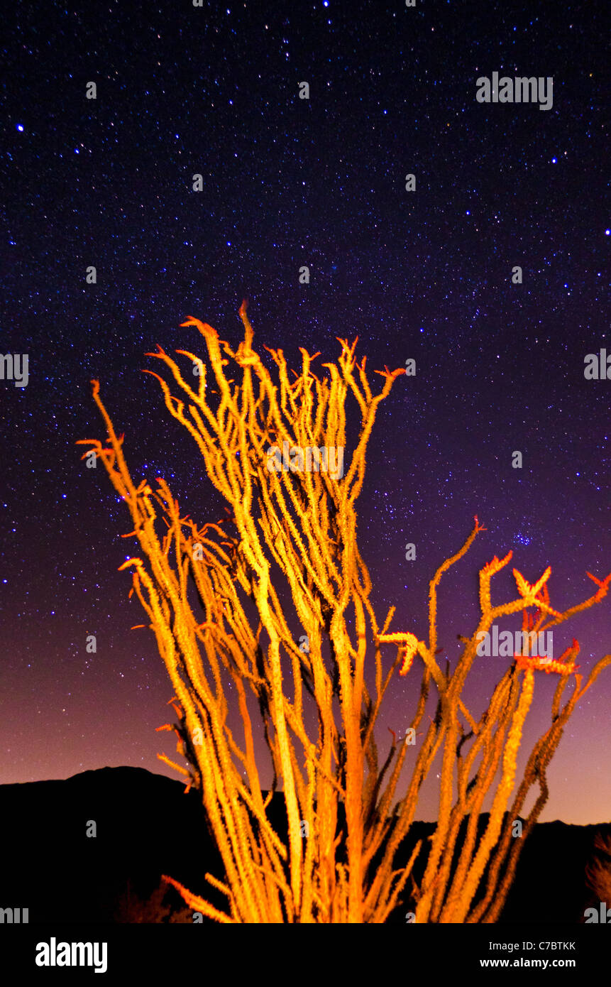 Ocotillo Under The Milky Way Anza Borrego Desert State Park 0624